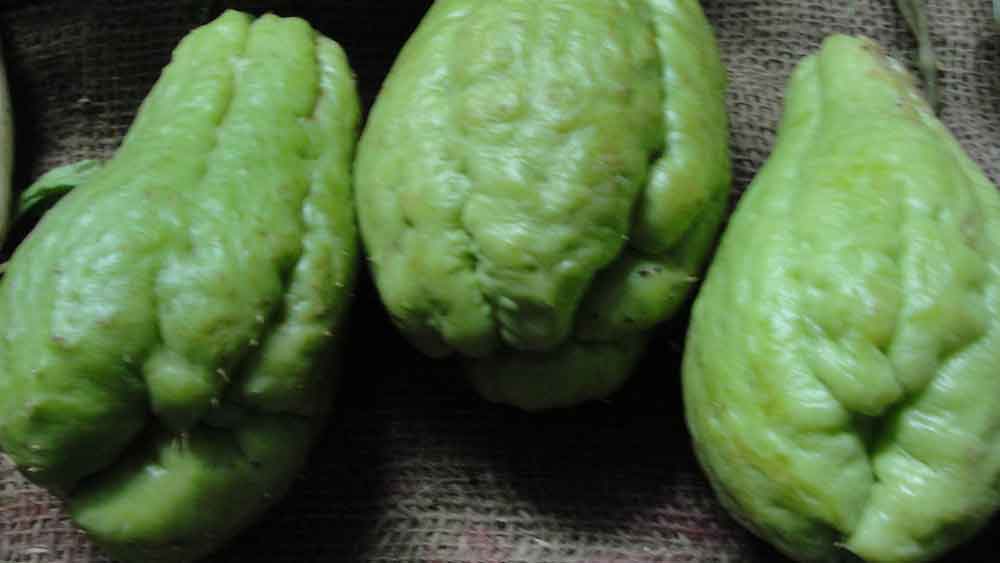 சௌசௌ Cho-Cho Chayote - Otrumai - Online store for Grocery and Gourmet Foods