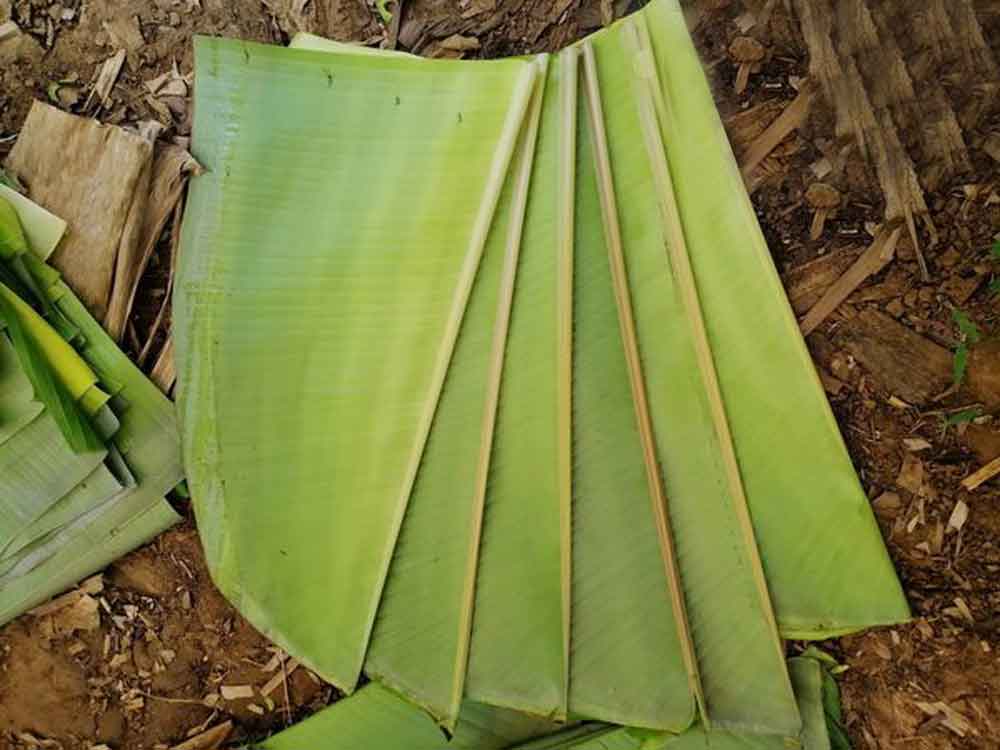 வாழை இலை Banana Leaves - Otrumai - Online store for Grocery and Gourmet ...