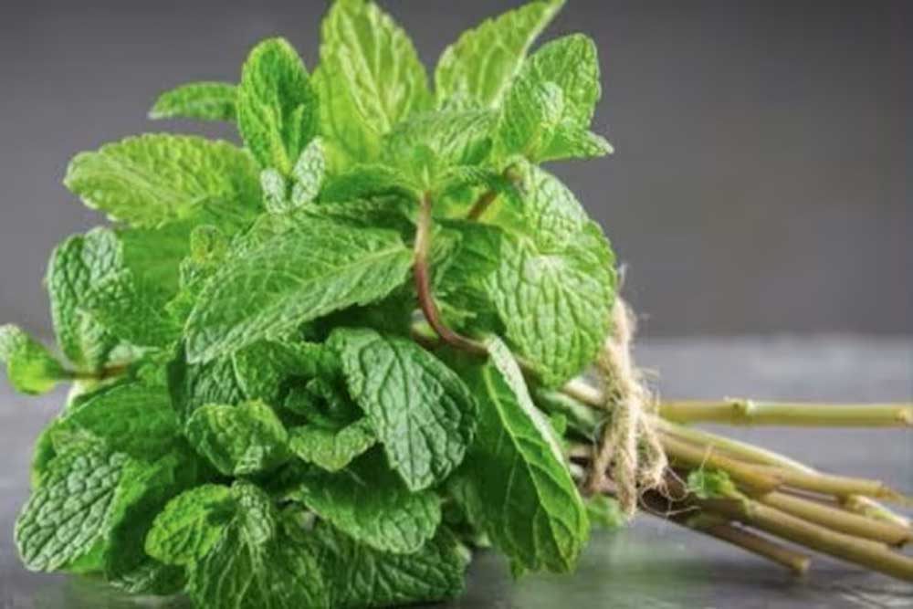 புதினா Mint (Puthina) Leaves - Otrumai - Online store for Grocery and ...