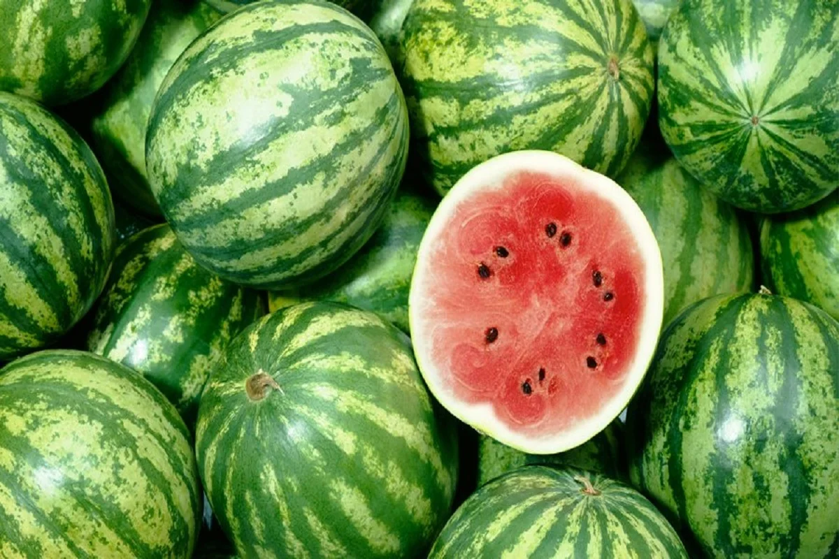 தர்பூசணி Watermelon 1 Fruit - Otrumai - Online store for Grocery and ...
